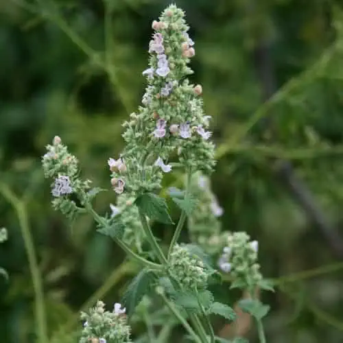 10 Plants That Repel Stink Bugs (Plants They Hate) - Pond Informer 10 Plants That Repel Stink Bugs (Plants They Hate) - Pond Informer